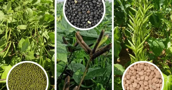 Pulse Seeds