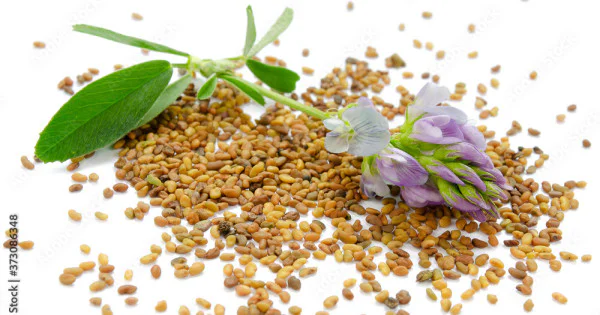 Lucerne Seeds (Teen Saali)