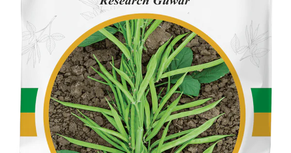 Sonal Sona-53 Research Guwar Seeds Seeds: Producer, Manufacturer ...