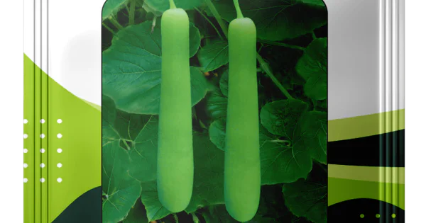 Sonal Simran F1 Hybrid Bottle Gourd seeds Seeds: Producer, Manufacturer ...