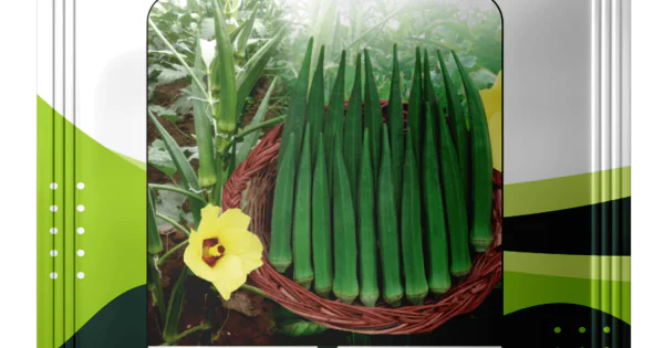 Sonal Silky F1 Hybrid Okara Seeds Seeds: Producer, Manufacturer ...