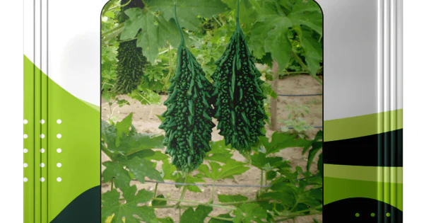 Sonal Chhotu F1 Hybrid Bitter Gourd Seeds Seeds: Producer, Manufacturer ...