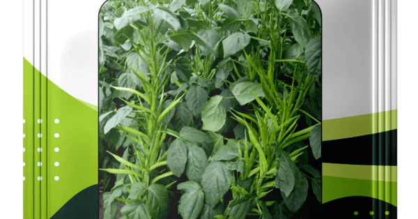 Sonal Sona 53 Gold Research Cluster Beans Seeds: Producer, Manufacturer ...