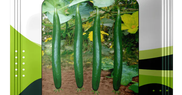 Sonal Muskan F1 Hybrid Sponge Gourd Seeds Seeds: Producer, Manufacturer ...