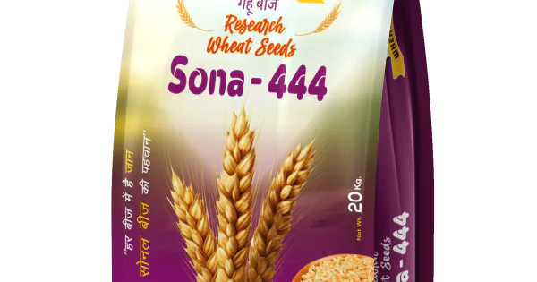Sonal Sona-444 Research Wheat Seeds Seeds: Producer, Manufacturer ...