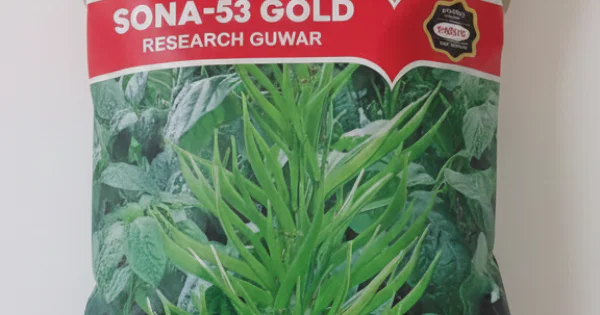 Sonal Sona-53 Gold Research Guwar Seeds Seeds: Producer, Manufacturer ...