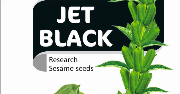 Sonal Seeds Jet Black Research Sesame Til Seeds Seeds: Producer ...