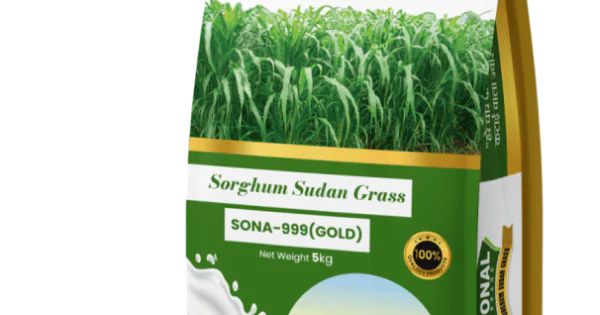 Sonal SSG Sona 999 Gold Fodder Seeds Seeds: Producer, Manufacturer ...