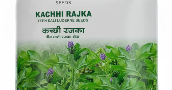 Sonal Kachhi Rajka Teen Sali Lucerne Seeds Seeds: Producer ...